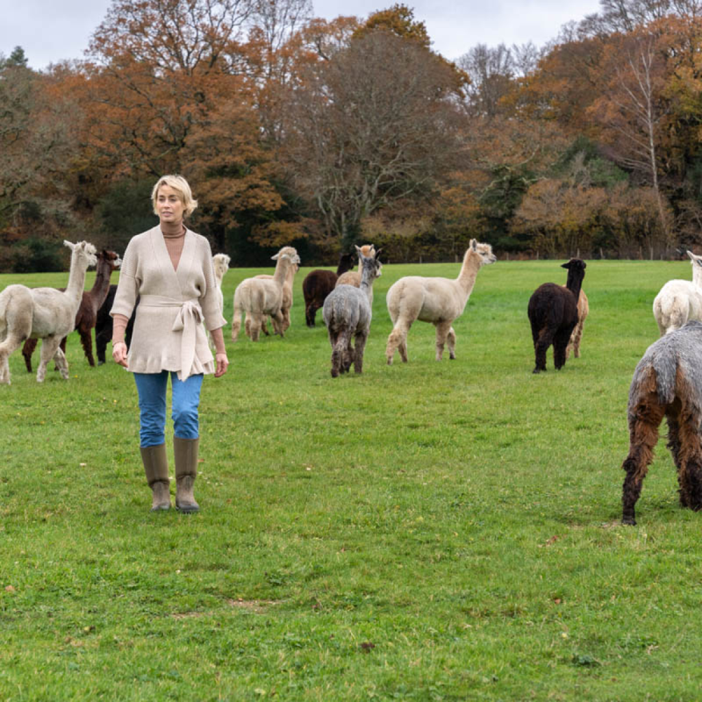 Grainmarket Alpacas